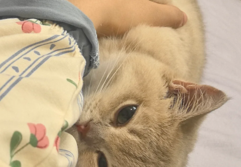 How Do Cats Know When I’m Awake? And How Do They Tell the Difference ...