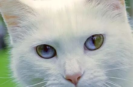 Why Do Cats Have Rainbows in Their Eyes? – PetSkillLab – Master Every ...