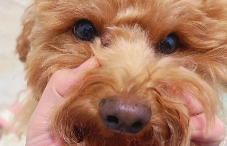 The Hidden Secrets of Your Dog’s Nose: Why It’s Sometimes Wet and Other ...