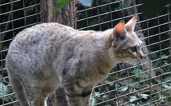 Does Your Cat Love Fish? You May Have Been Misunderstanding Them All ...