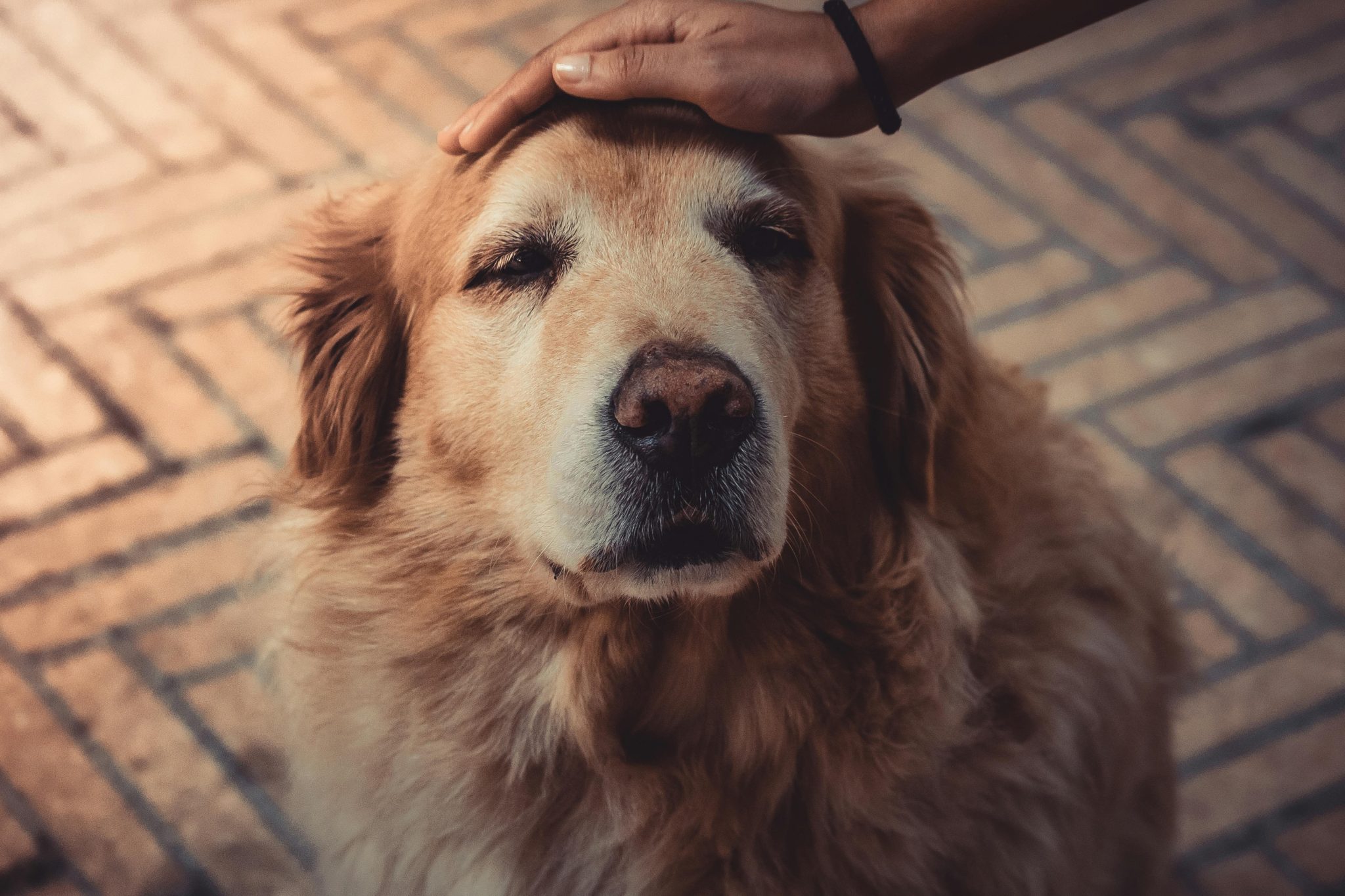 Can Beating a Dog Make It More Obedient? Yes, But Not the Kind of ...