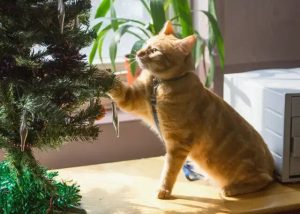 Perfect for Cold Days: How Cats Solve Our Emotional Problems ...